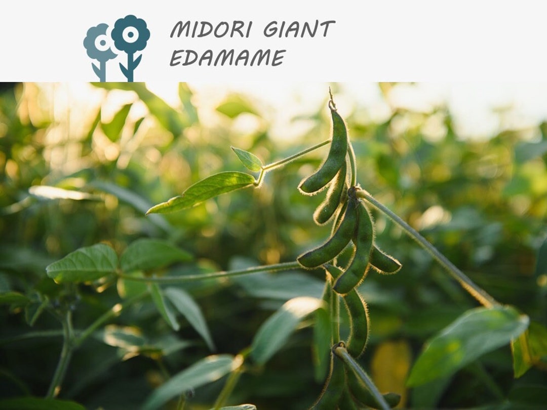 Midori Giant Edamame - 15 Seeds - Soybean, Vegetable Seeds, Non-gmo ...