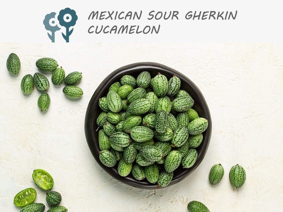 Mexican Sour Gherkin - 20 Seeds - Cucamelon, Mouse Melon, Small ...