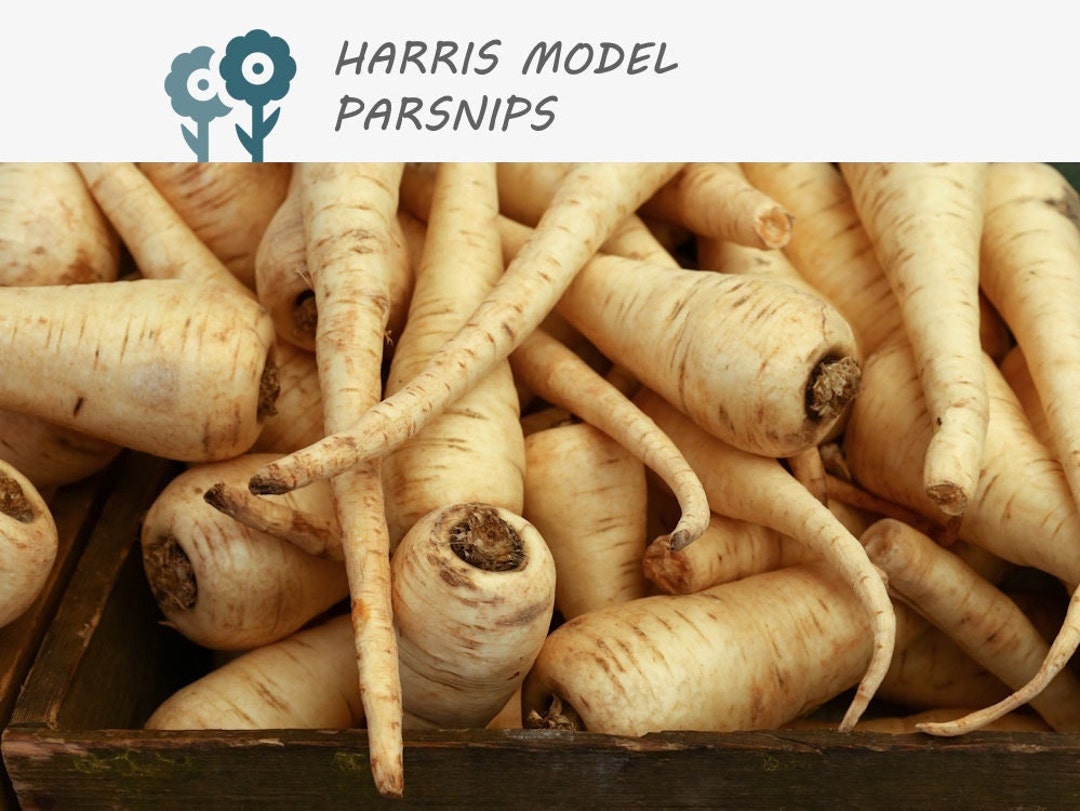Harris Model Parsnips - 300 Seeds - Root Vegetable Seeds, Non-gmo ...