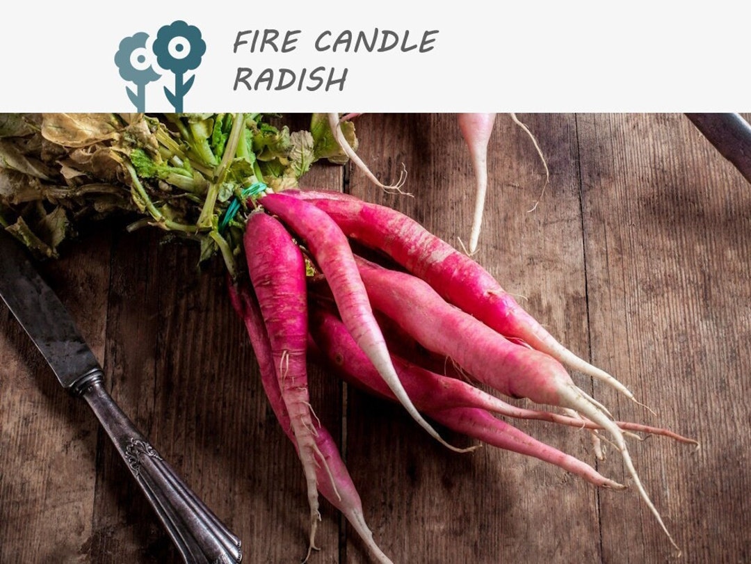 Fire Candle Radish - 50 Seeds - Long Radish, Vegetable Seeds, Non-gmo ...