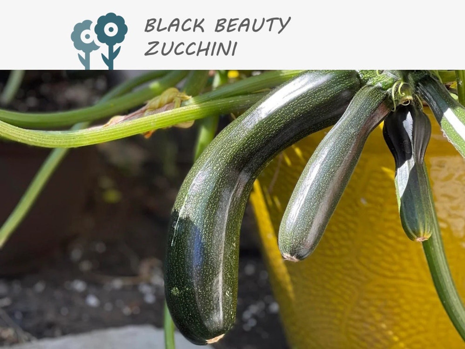 Black Beauty Zucchini - 35 Seeds - Summer Squash, Vegetable Seeds, Non ...