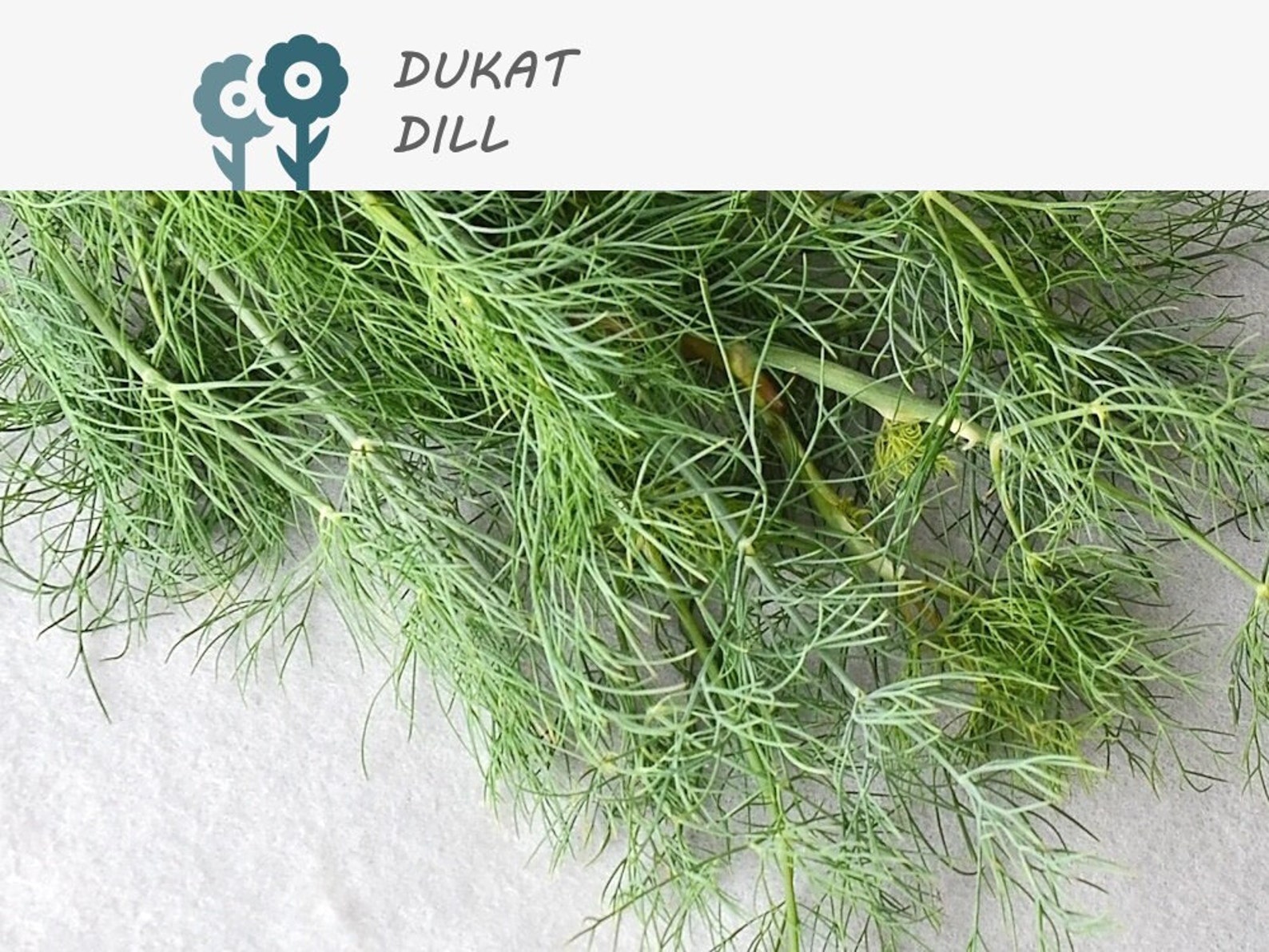 Dukat Dill - 200 Seeds - Scandinavian Herb Seeds, Non-gmo, Heirloom ...