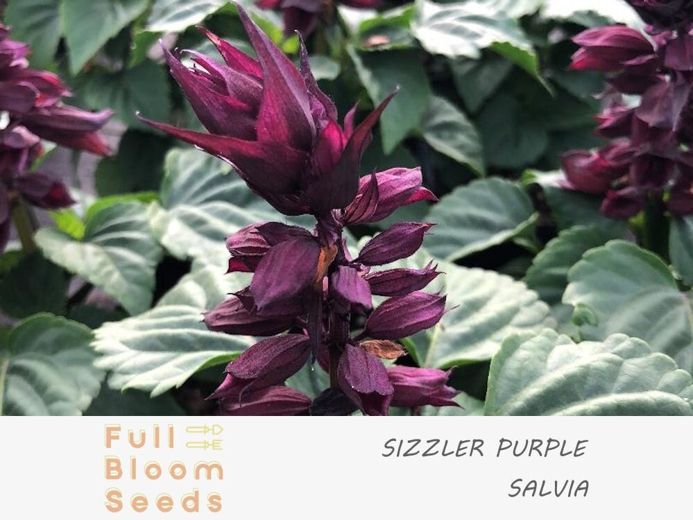 Sizzler Purple Salvia 25 Seeds Compact Sage Herb Seeds, Non-gmo ...