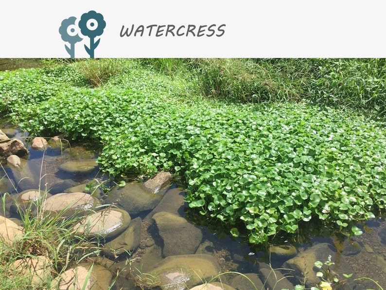 Watercress - 200 Seeds - Aquatic Vegetable Seeds, Non-gmo, Heirloom ...