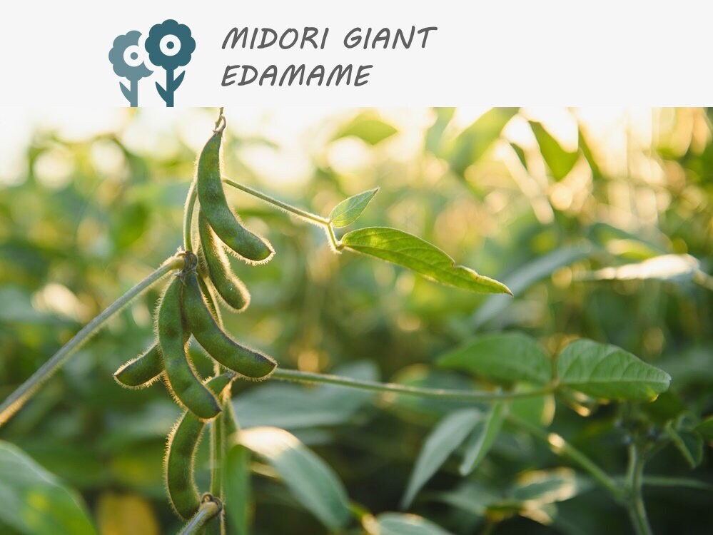Midori Giant Edamame - 15 Seeds - Soybean, Vegetable Seeds, Non-gmo ...