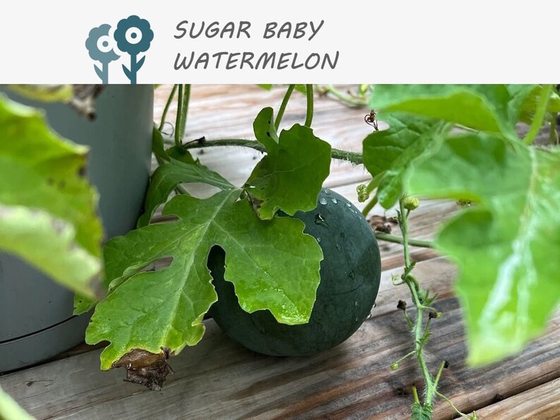 Sugar Baby Watermelon - 25 Seeds - Mini Watermelon, Small, Compact ...