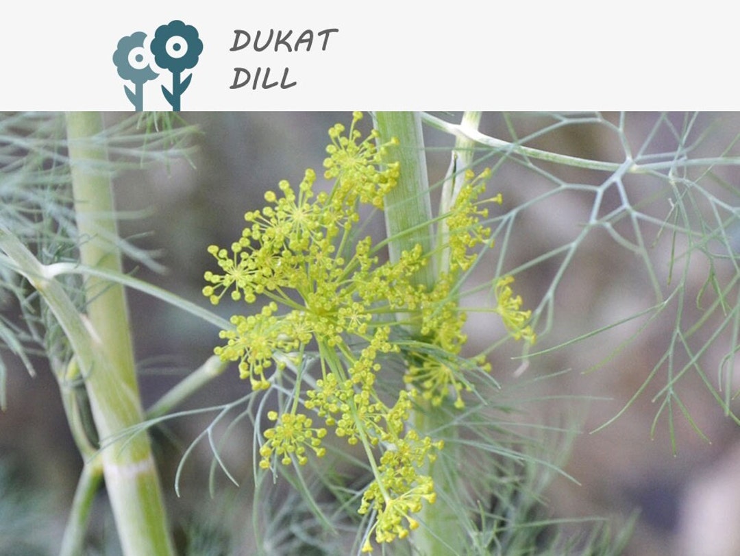 Dukat Dill - 200 Seeds - Scandinavian Herb Seeds, Non-gmo, Heirloom ...