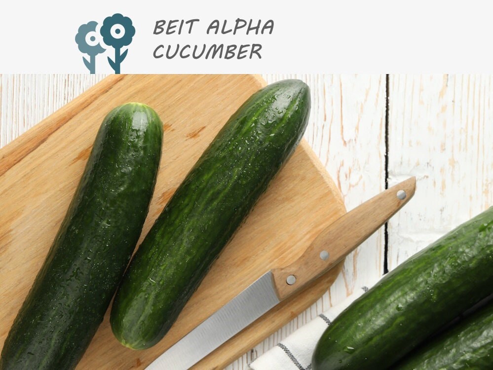 Beit Alpha Cucumber - 50 Seeds - Persian Cucumber, Vegetable Seeds, Non ...