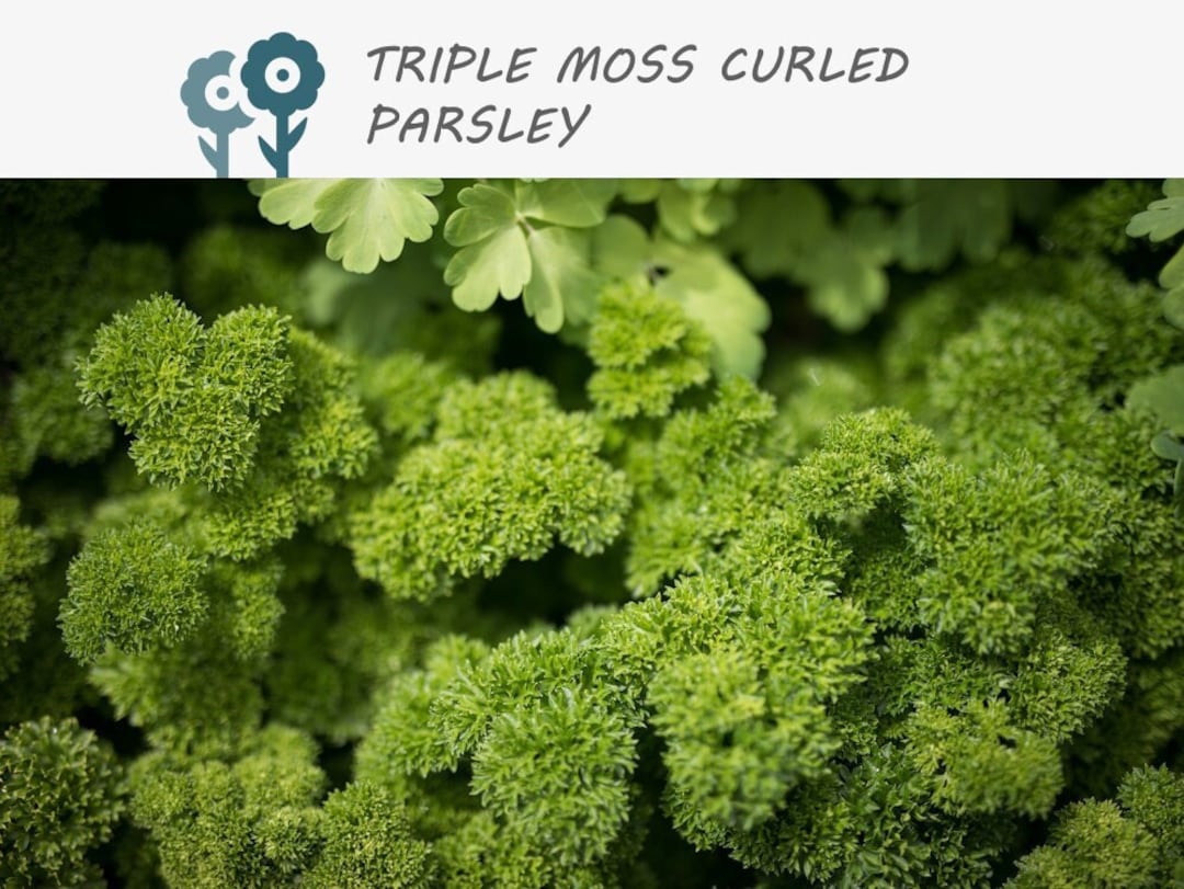 Triple Moss Curled Parsley - 500 Seeds - Herb Seeds, Non-gmo, Heirloom ...