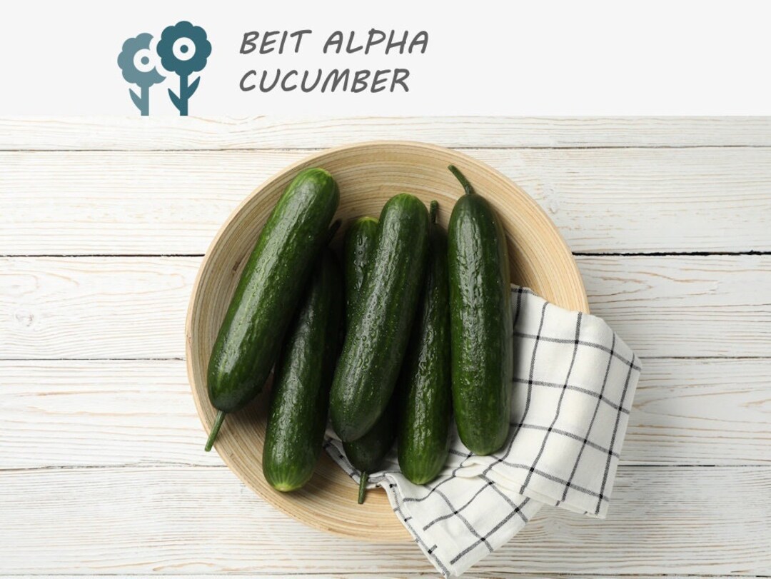 Beit Alpha Cucumber - 50 Seeds - Persian Cucumber, Vegetable Seeds, Non ...