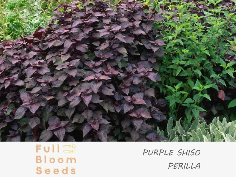 Purple Shiso Perilla 100 Seeds Red Perilla Leaf Herb Seeds, Non-gmo ...