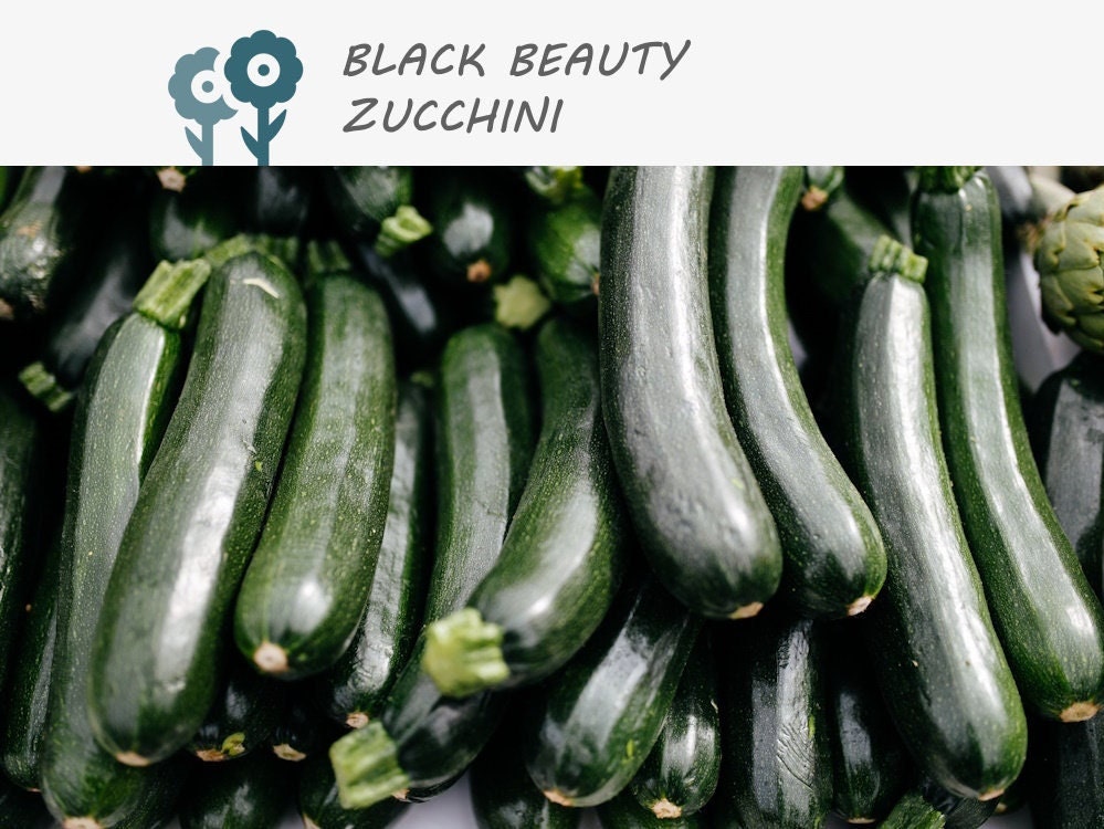 Black Beauty Zucchini - 35 Seeds - Summer Squash, Vegetable Seeds, Non ...
