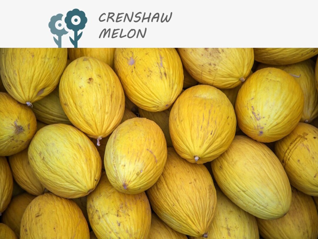 Crenshaw Melon - 30 Seeds - Muskmelon, Cantaloupe, Fruit Seeds, Non-gmo ...