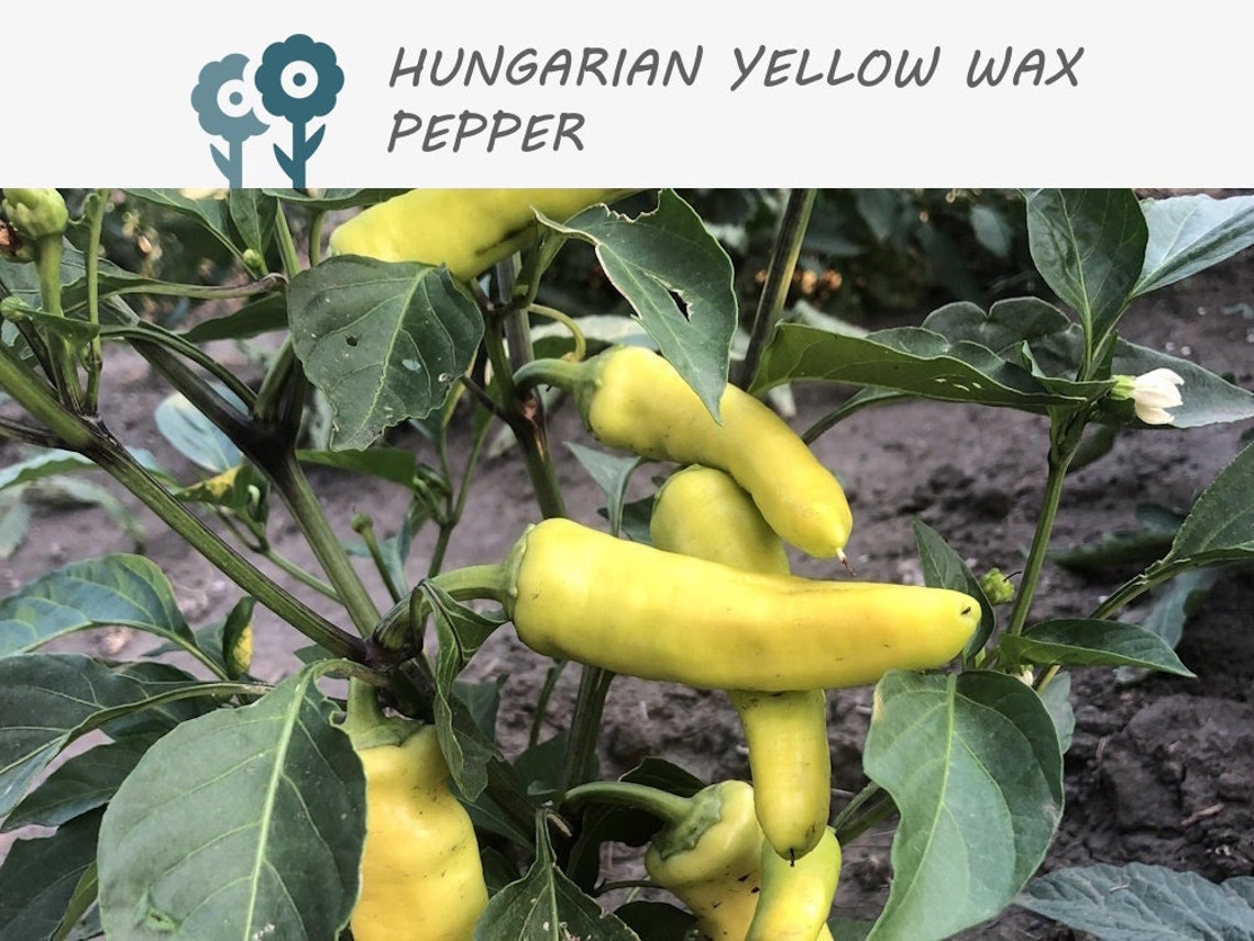 Hungarian Yellow Wax Hot Pepper - 50 Seeds - Vegetable Seeds, Non-gmo ...