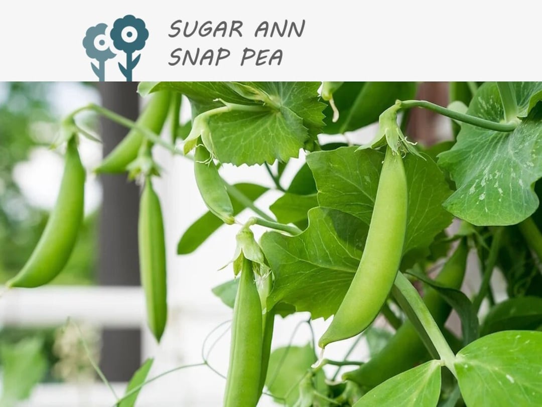 Sugar Ann Snap Peas - 50 Seeds - Vegetable Seeds, Non-gmo, Heirloom ...