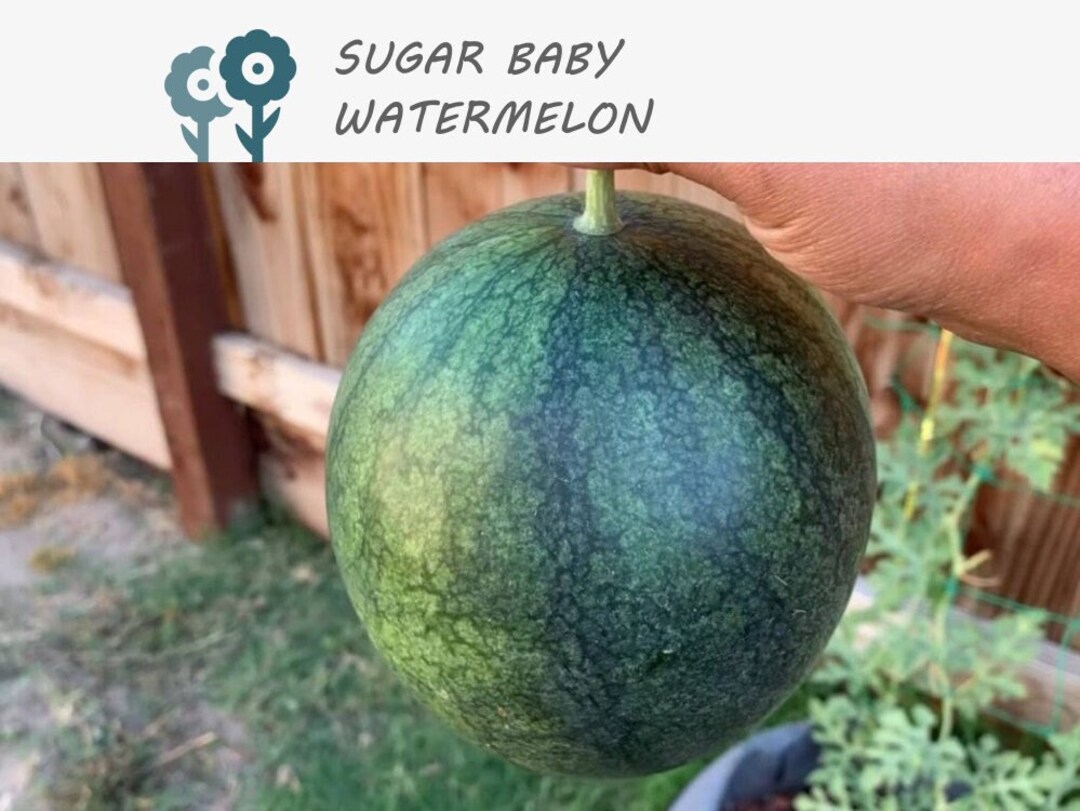 Sugar Baby Watermelon - 25 Seeds - Mini Watermelon, Small, Compact ...