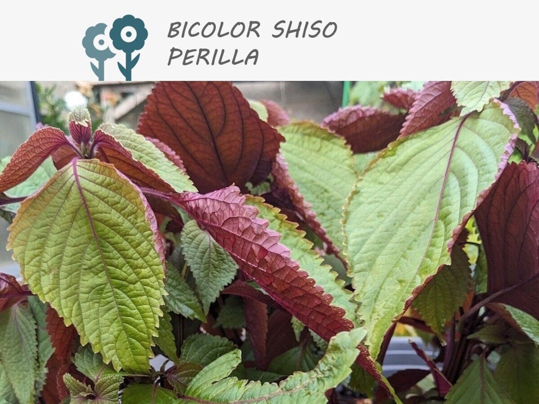 Bicolor Shiso Perilla Hojiso - 100 Seeds - Perilla Leaf Herb Seeds, Non ...