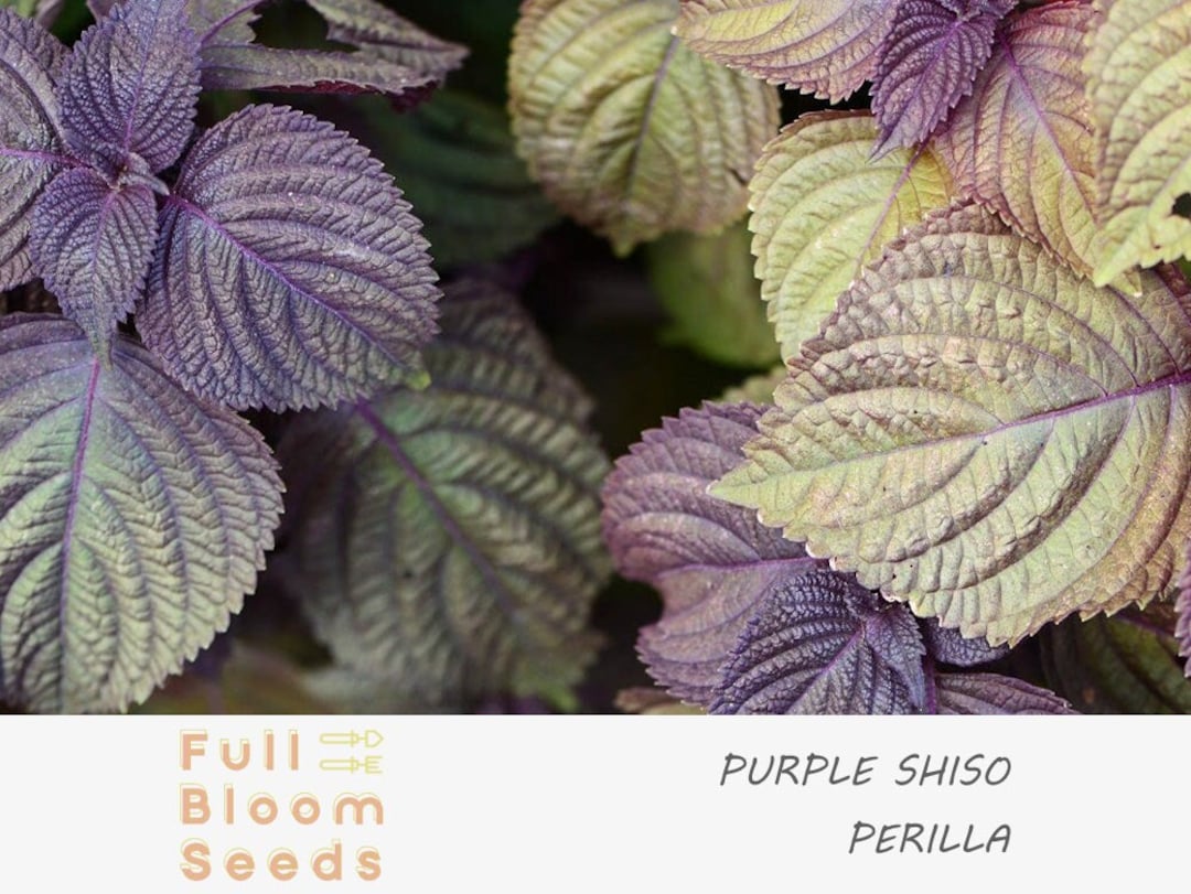 Purple Shiso Perilla 100 Seeds Red Perilla Leaf Herb Seeds, Non-gmo ...