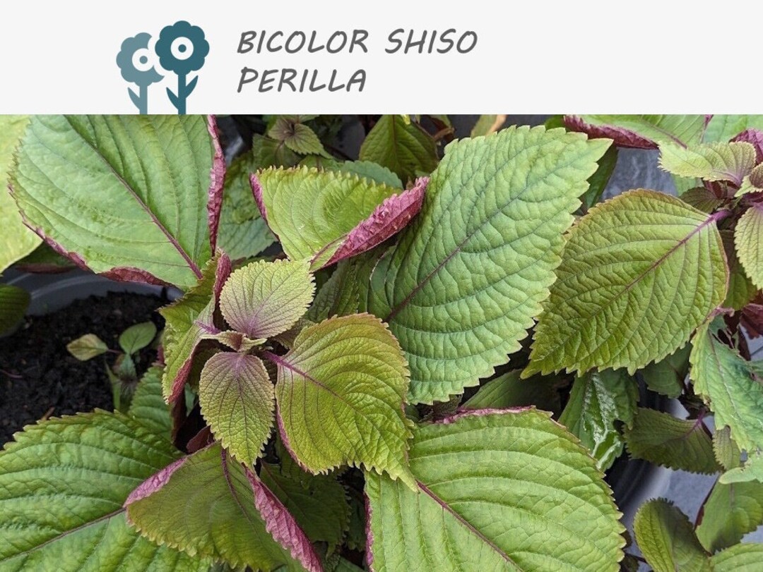 Bicolor Shiso Perilla Hojiso - 100 Seeds - Perilla Leaf Herb Seeds, Non ...