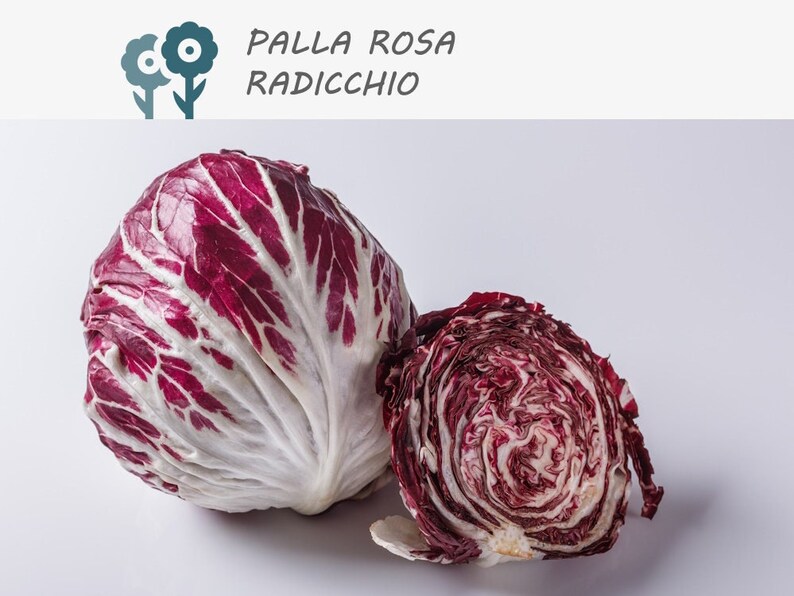 Palla Rosa Radicchio - 200 Seeds - Italian Chicory, Vegetable Seeds ...