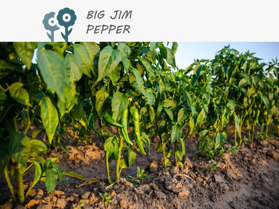 Big Jim Mild Pepper - 25 Seeds - Huge Pepper, Vegetable Seeds, Non-gmo ...