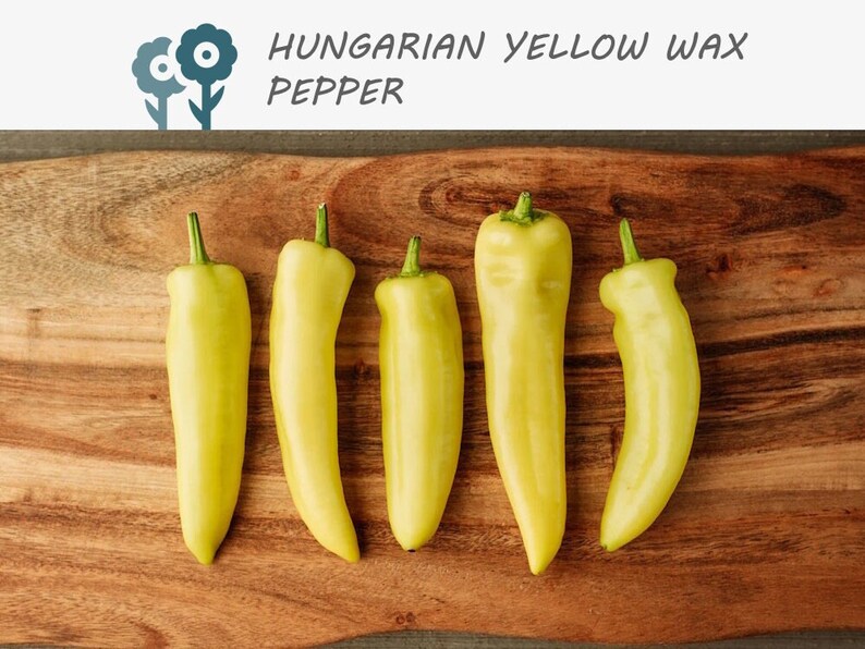 Hungarian Yellow Wax Hot Pepper 50 Seeds Vegetable Seeds, Non-gmo ...