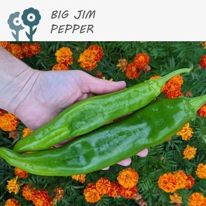 Big Jim Mild Pepper - 25 Seeds - Huge Pepper, Vegetable Seeds, Non-gmo ...