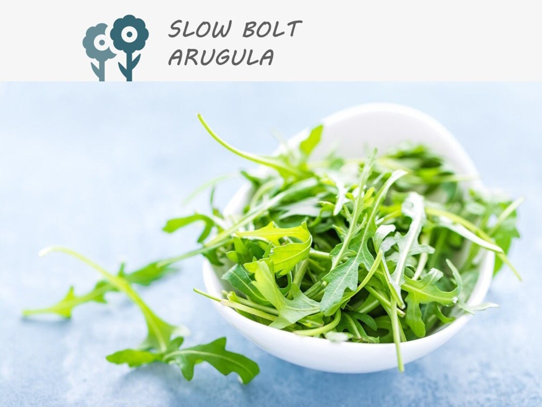 Slow Bolt Arugula - 500 Seeds - Rocket Vegetable Seeds, Non-gmo ...