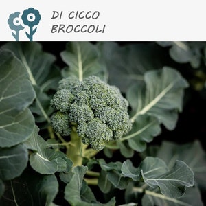 Di Cicco Broccoli - 300 Seeds - Italian Broccoli, Vegetable Seeds, Non ...