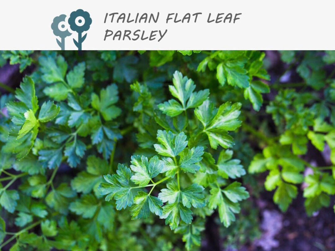Dark Green Italian Flat Leaf Parsley - 200 Seeds - Herb Seeds, Non-gmo, Heirloom, Medicinal ...