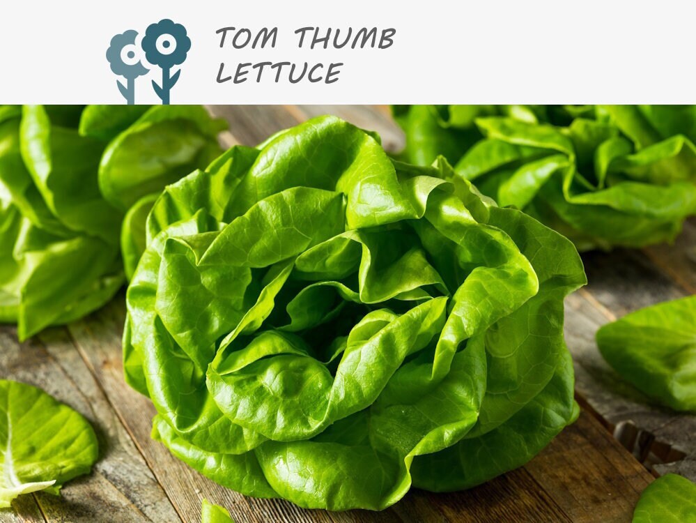 Tom Thumb Lettuce - 300 Seeds - Dwarf Butterhead, Small Compact ...