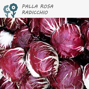 Palla Rosa Radicchio - 200 Seeds - Italian Chicory, Vegetable Seeds ...