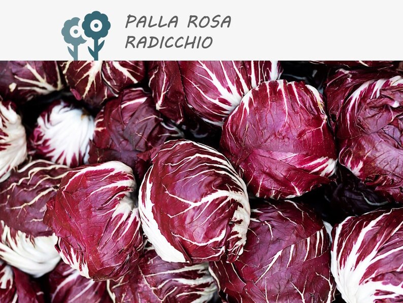 Palla Rosa Radicchio - 200 Seeds - Italian Chicory, Vegetable Seeds ...