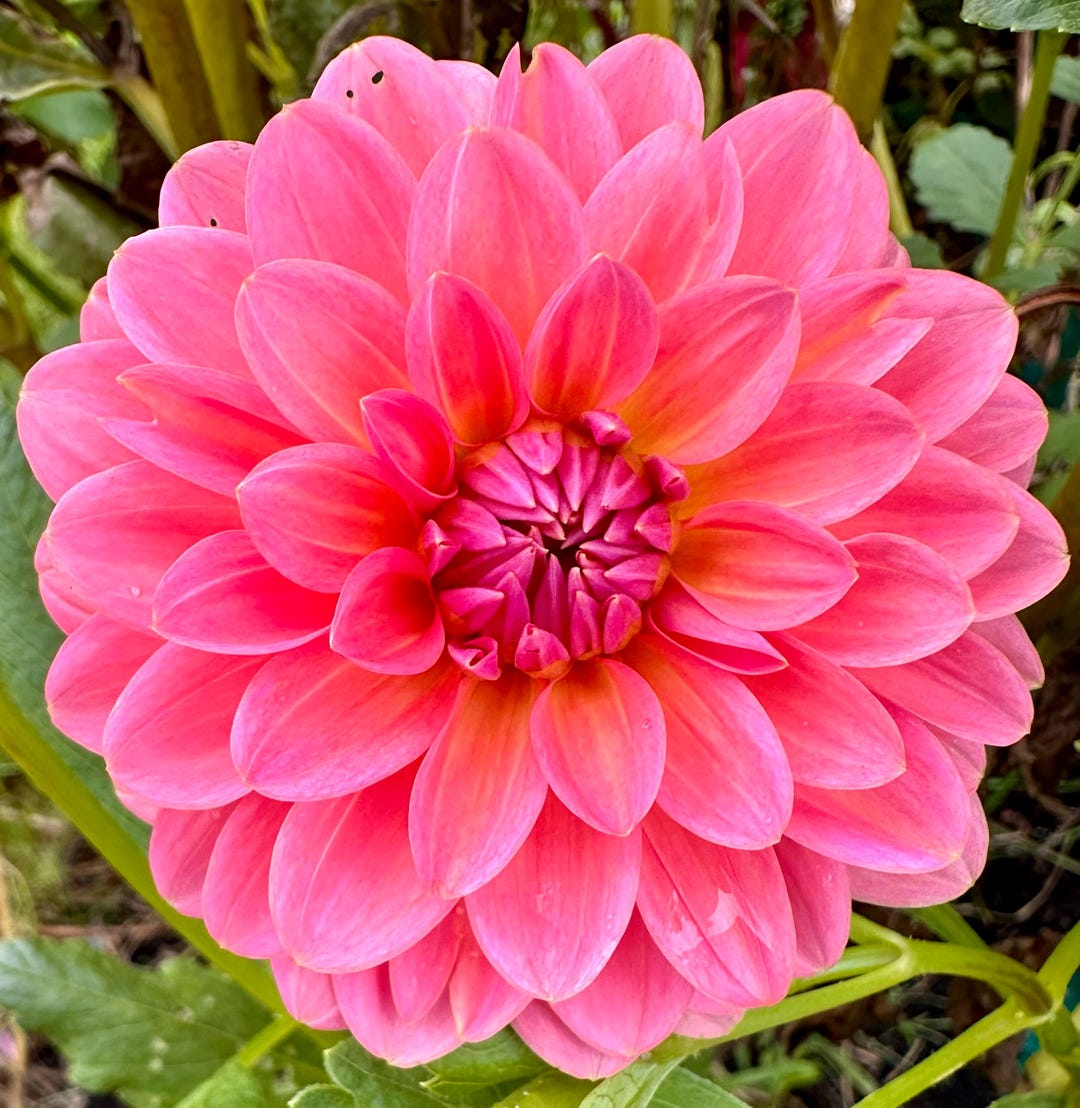 Pink Runner Dahlia Tuber - Etsy