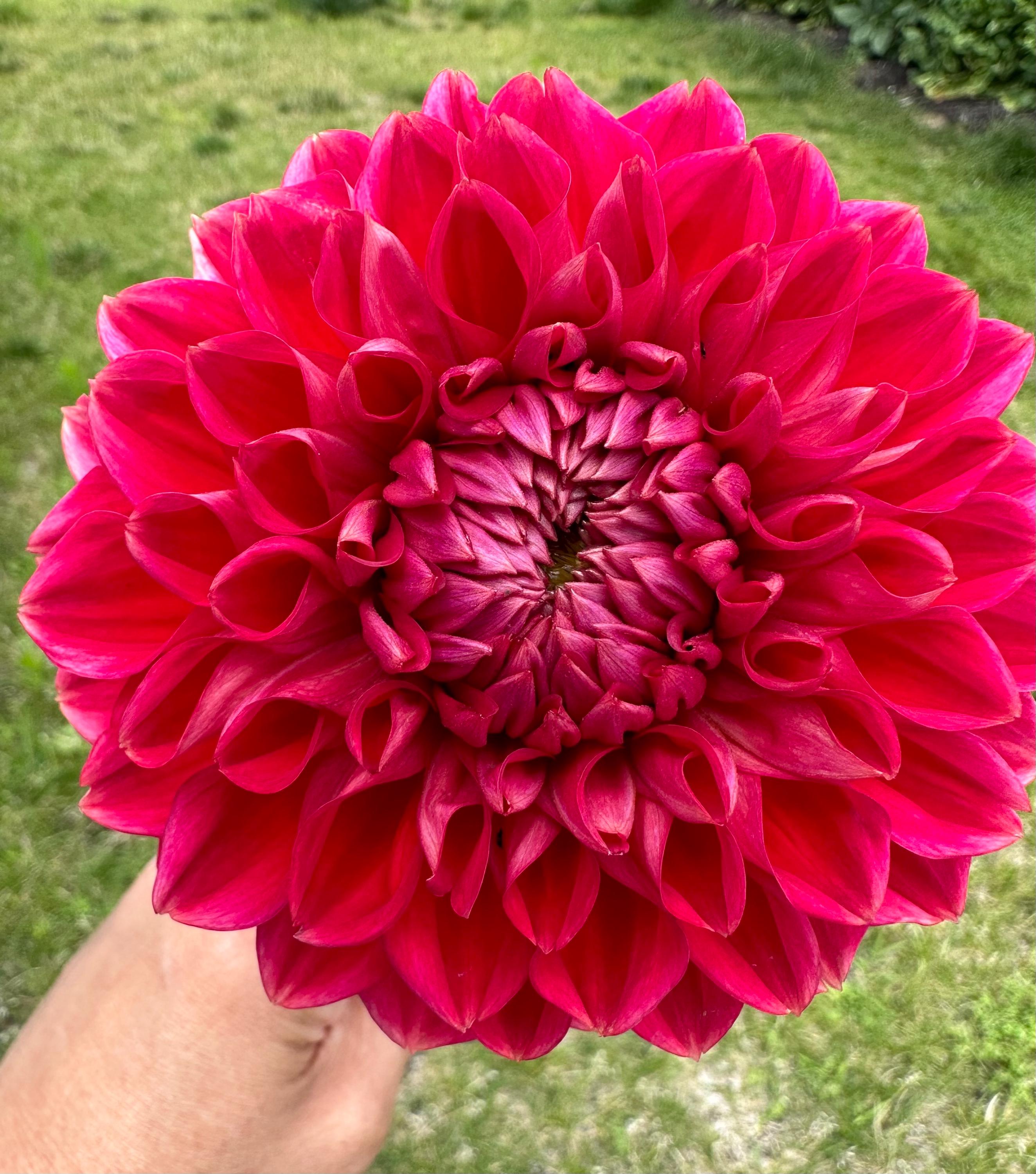Tempest Dahlia Tuber - Etsy