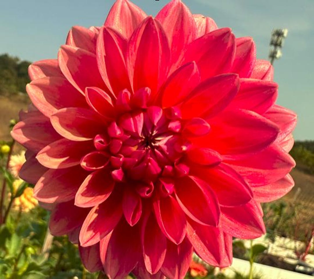 Scaur Swinton Dahlia Tuber - Etsy