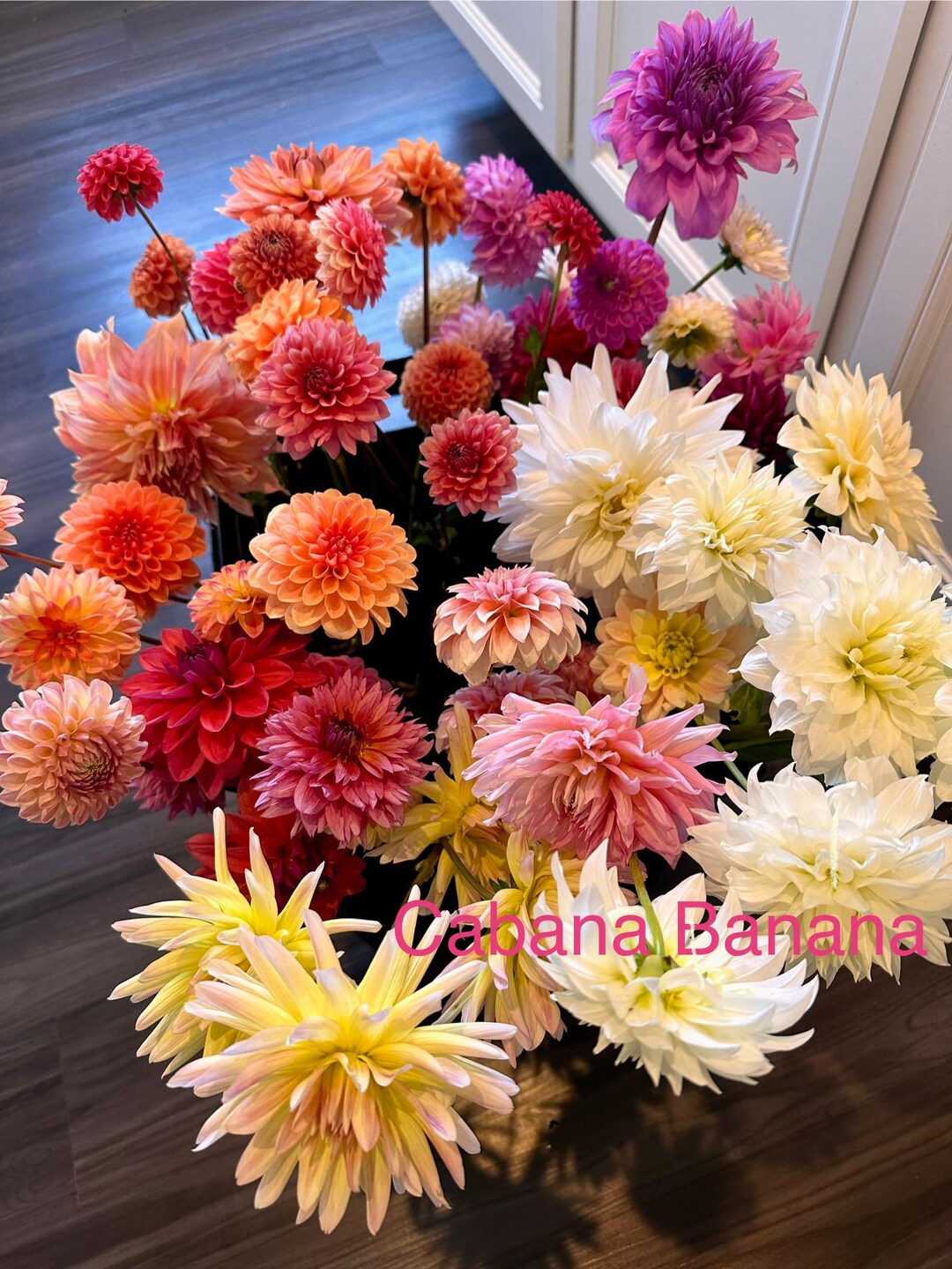 Cabana Banana Dahlia Tuber - Etsy
