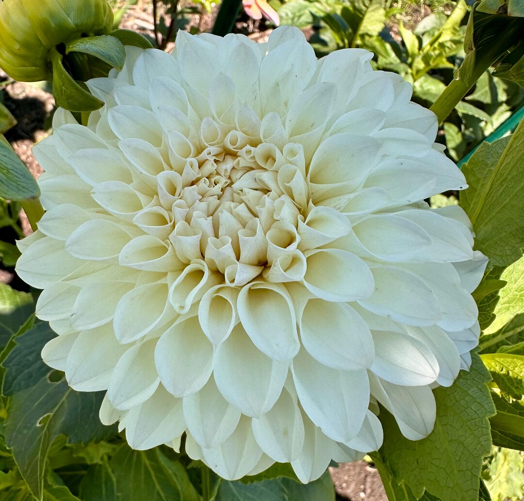 Bloomquist Snowy Dahlia Tuber - Etsy