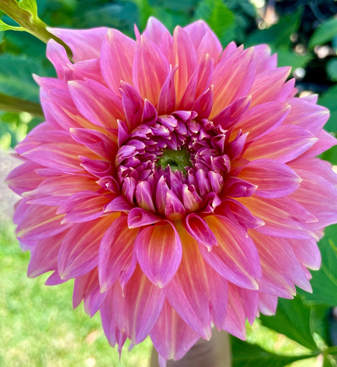 Sonic Bloom Dahlia Tuber - Etsy