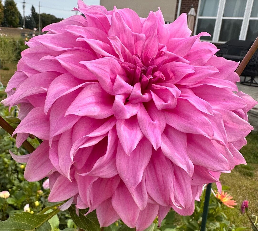 Vassio Meggos Dahlia Tuber - Etsy