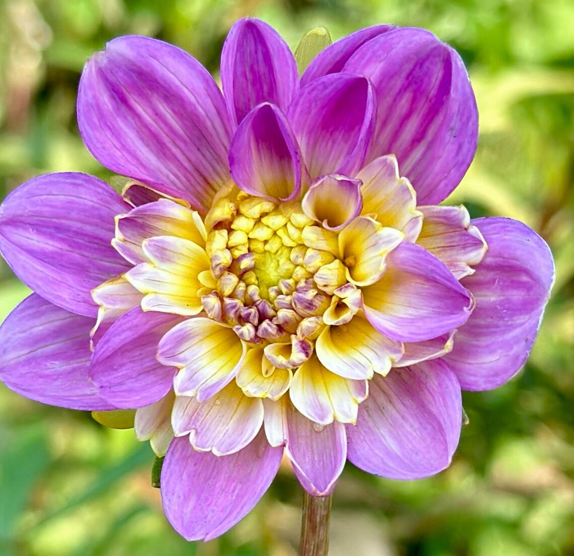 Take off Dahlia Tuber - Etsy