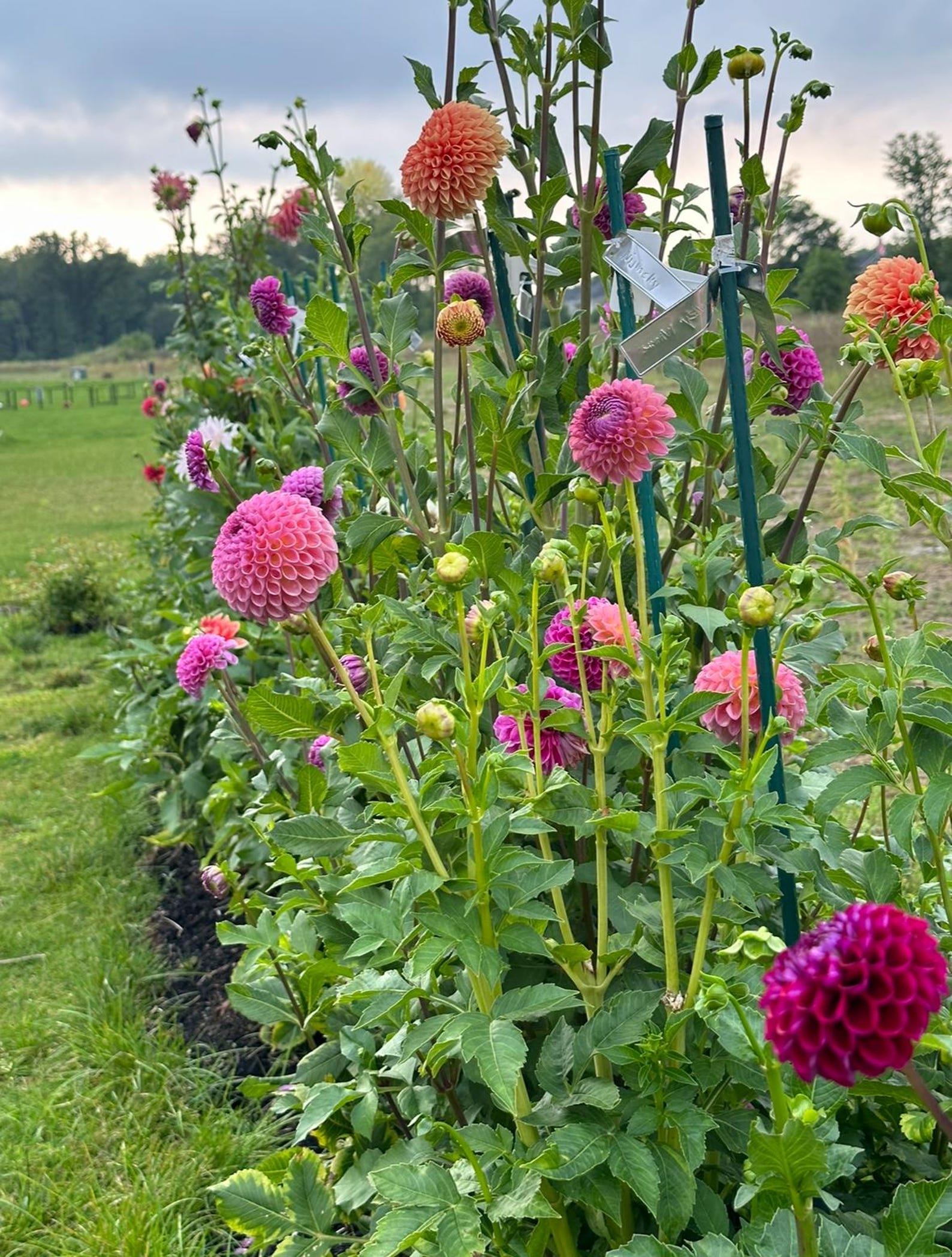 Take off Dahlia Tuber - Etsy