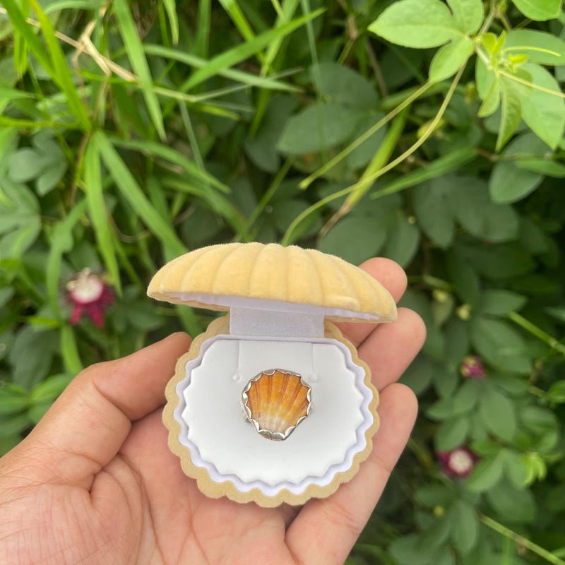 Sunrise Shell - Etsy