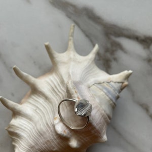 Sterling Silver Cowrie Seashell Rings - Etsy