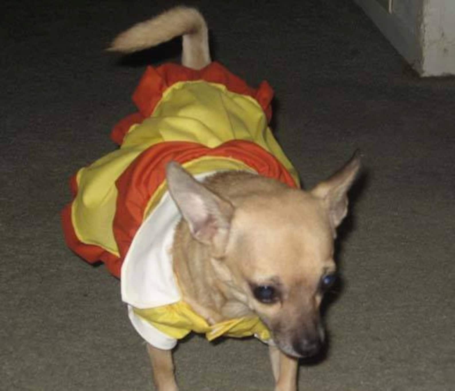 Princess Daisy Pet Costume From Super Mario Brothers XS-XL - Etsy