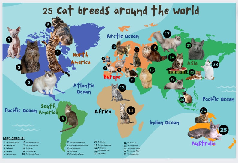 World Map of Cat Breeds Around the World/ Different Cat Breeds in the ...
