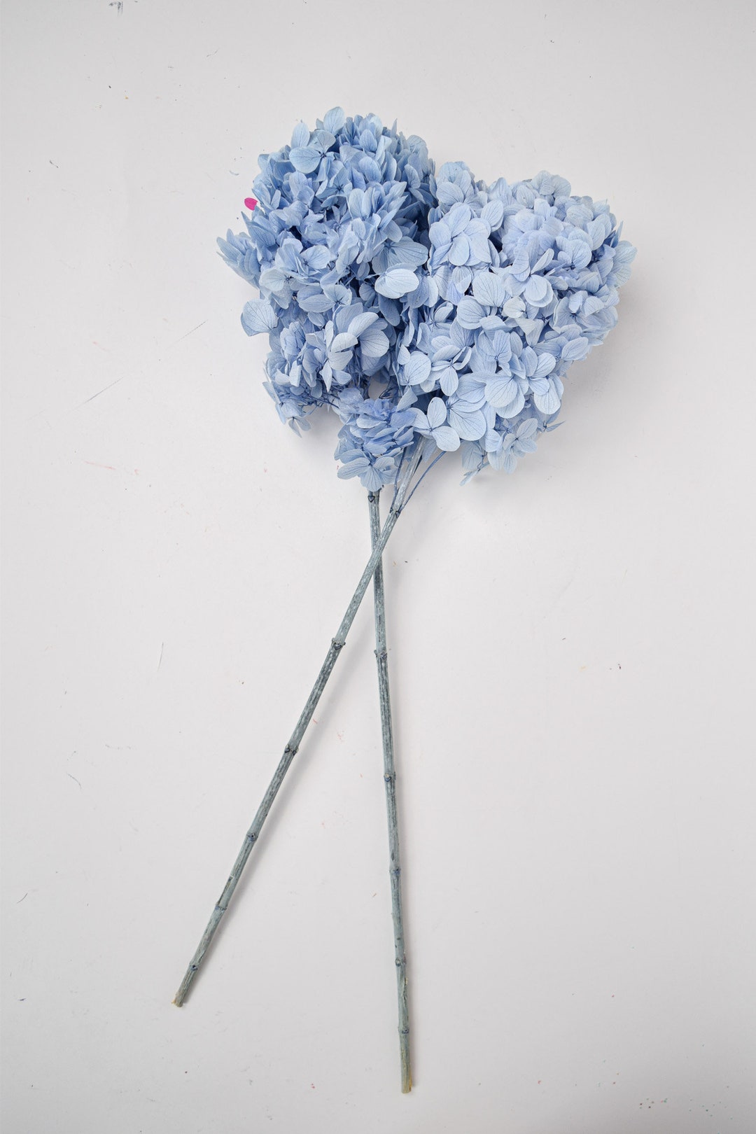 Preserved Hydrangea Paniculata Grey Blue - Etsy