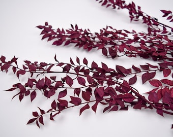 Long Ruscus Leaf, Preserved Flowering Italian Ruscus Plant, Dried ...