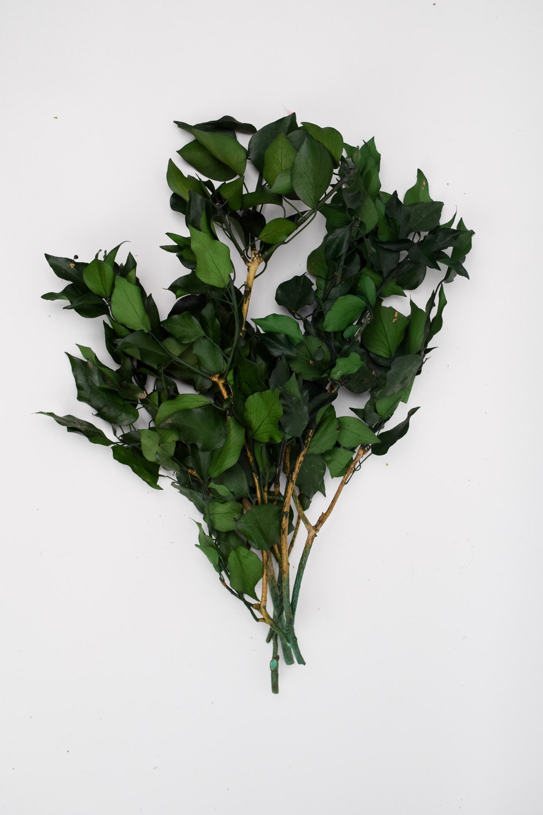 Preserved Hedera Leaves - Etsy