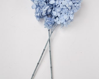 Preserved Hydrangea Baby Blue Dried Hydrangea, Preserved Flowers,dried ...